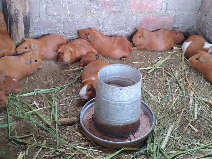 ventaycrianzadecuyes